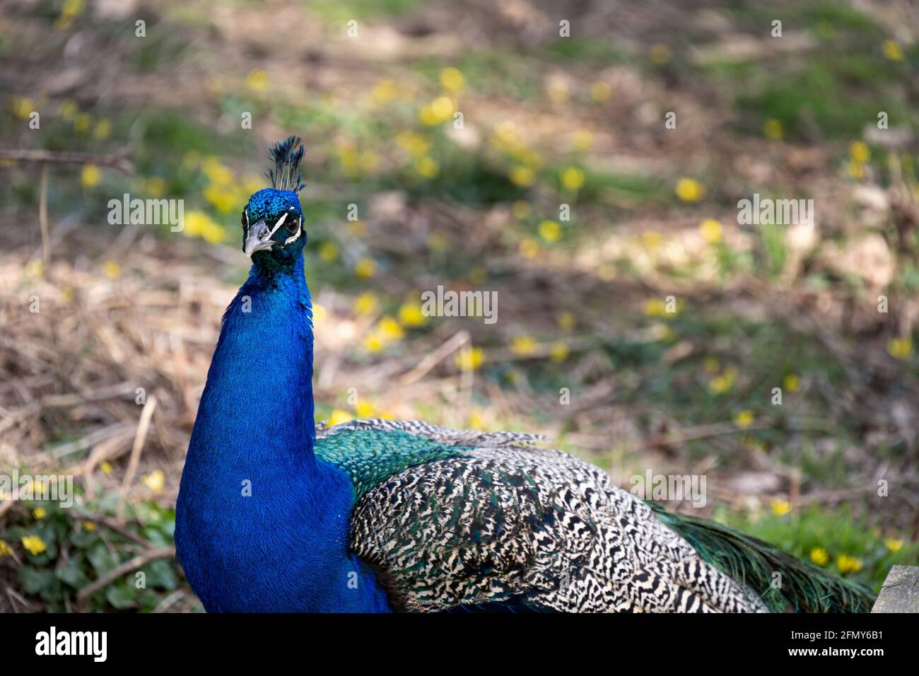 Bright blue peacock with its crest, close up Stock Photo - Alamy