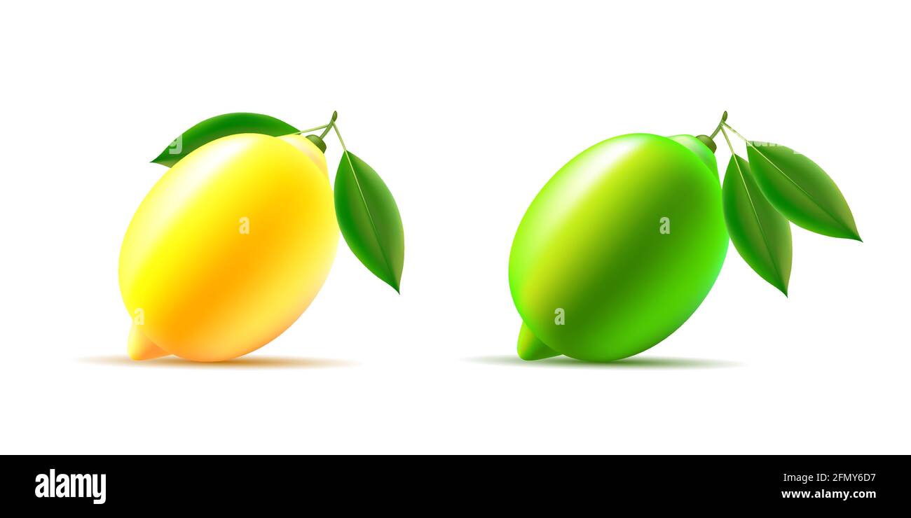 Lime and lemon vector 3d illustration with leaves, whole sour fruit ...
