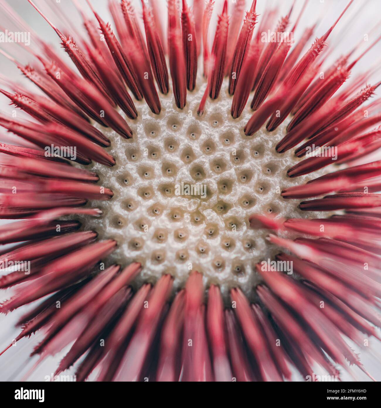 Beautiful dandelion flower in hi-res stock photography and images - Alamy