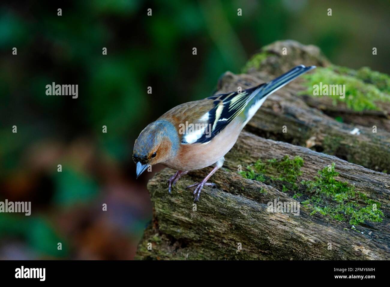 Birds foraging for food Stock Photo - Alamy