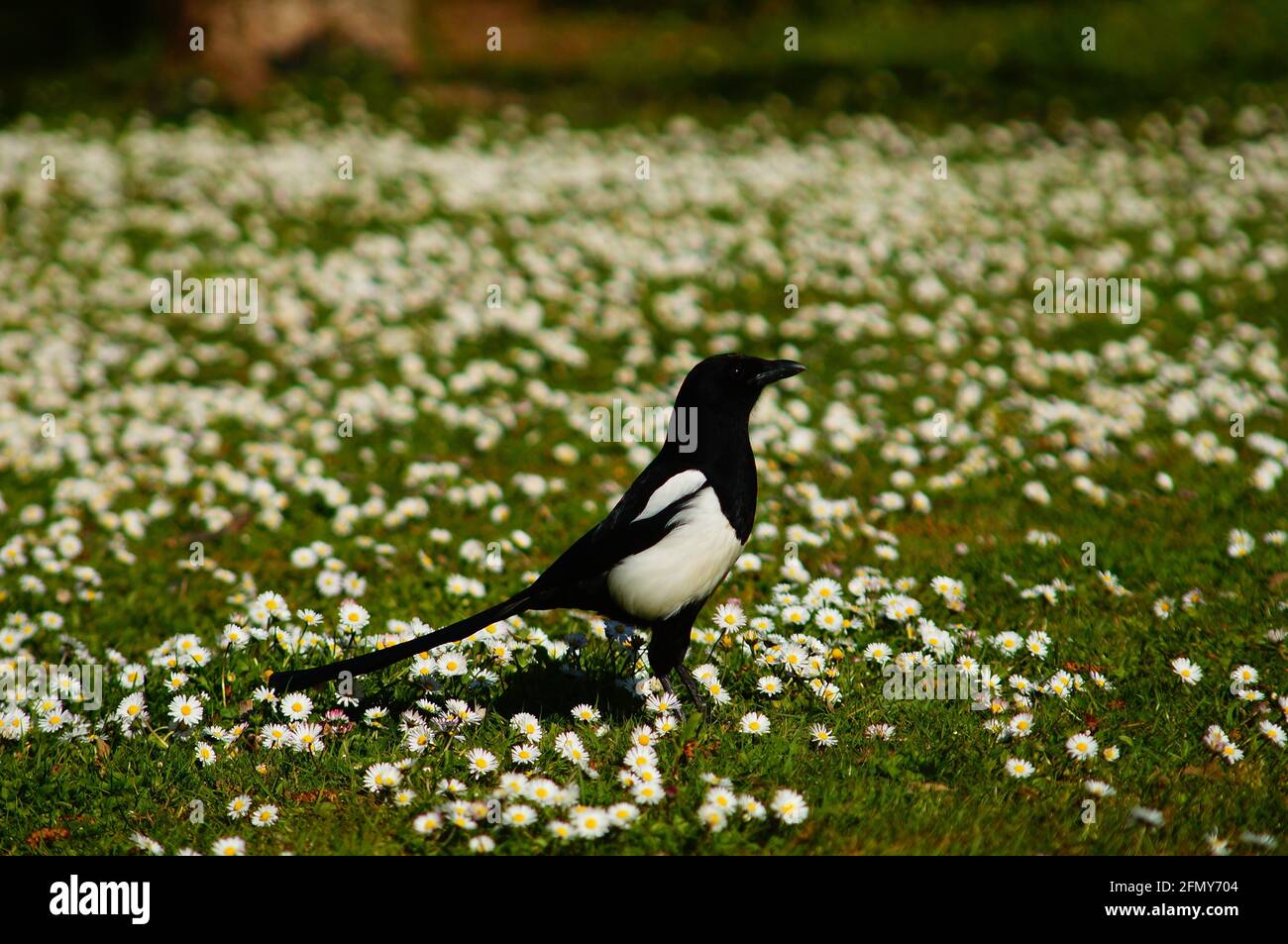A magpie in a daisy meadow Stock Photo - Alamy