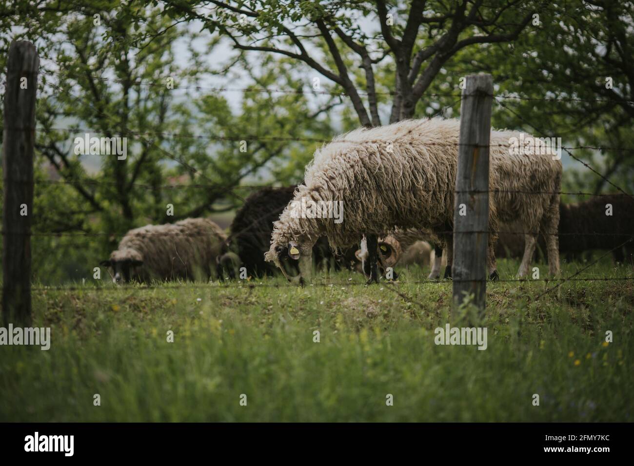 Meadow with barbed wire and goats and sheep feeding on grass Stock ...