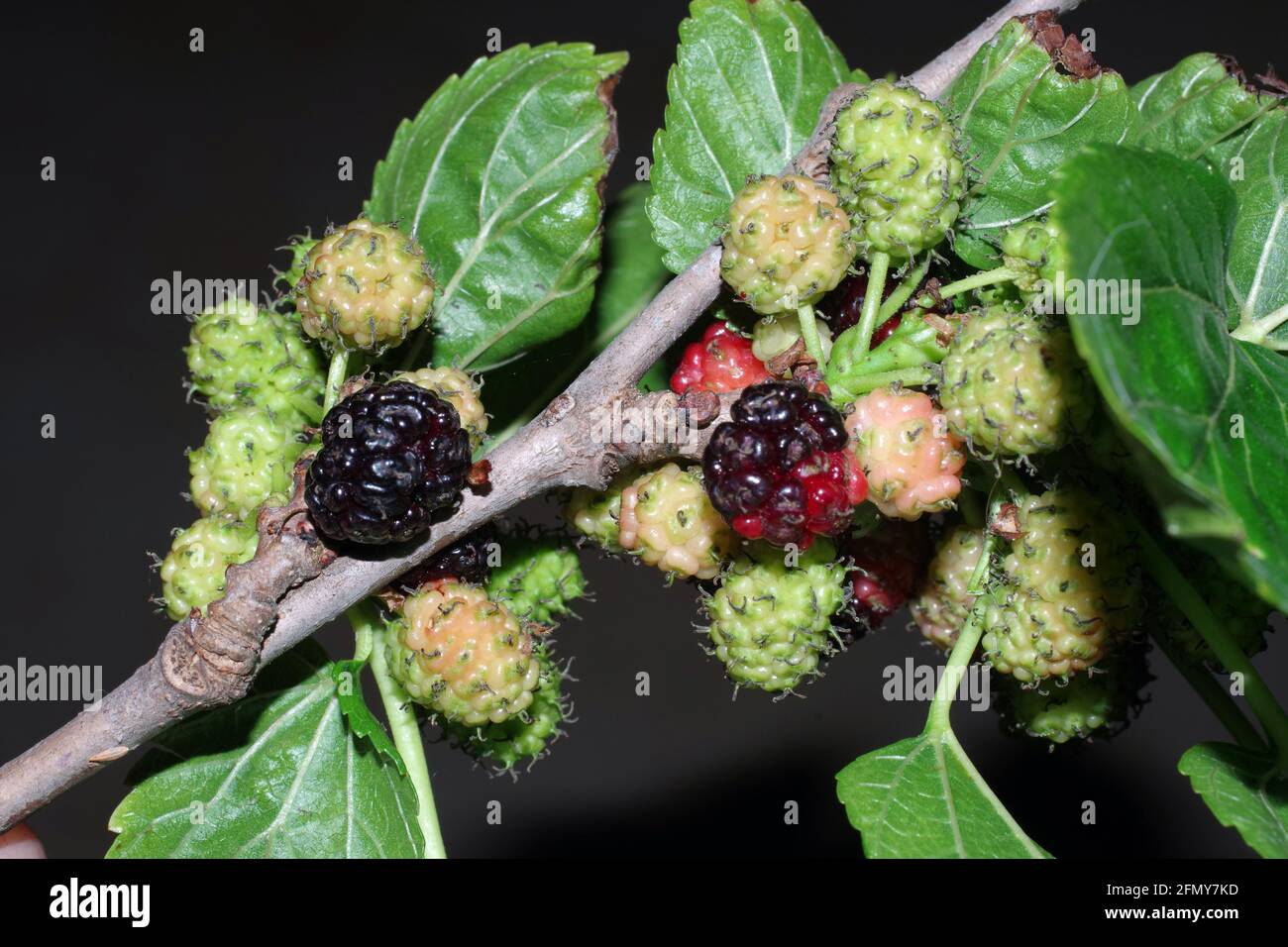 Mulberrys hi-res stock photography and images - Alamy