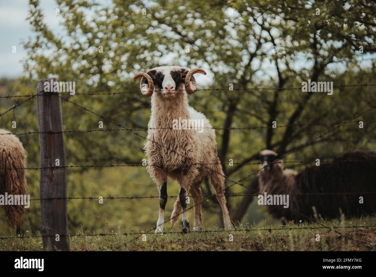 Meadow with barbed wire and goats and sheep feeding on grass Stock ...