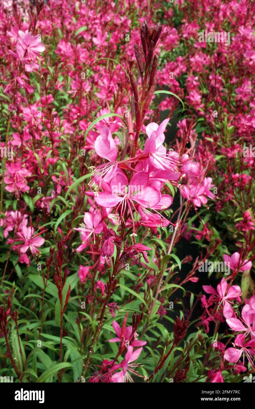 Lillipop Pink (gaura lindheimeri) flowering close-up Stock Photo - Alamy