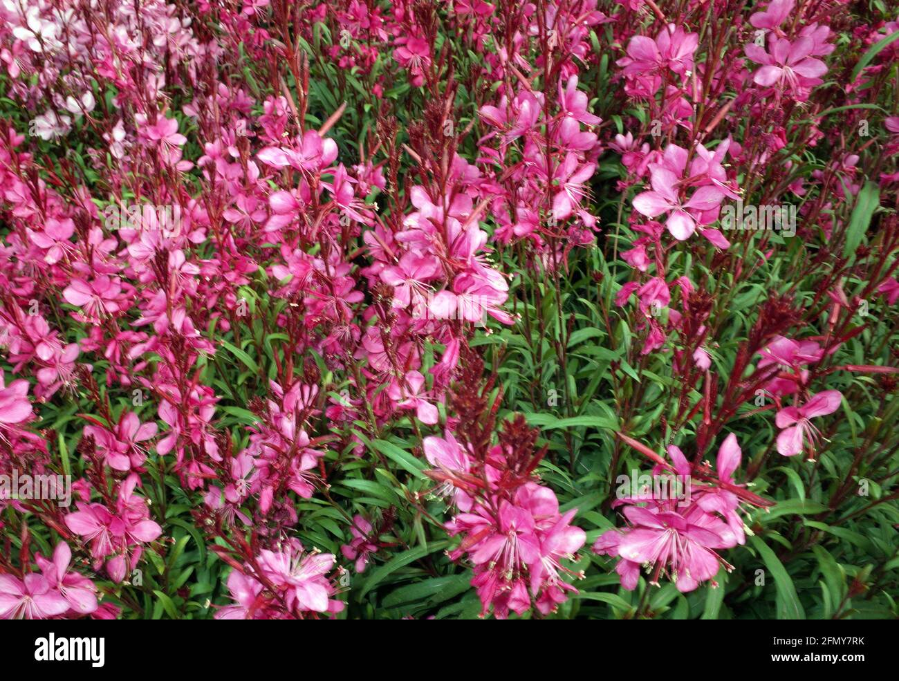 Lillipop Pink (gaura lindheimeri) flowering close-up Stock Photo - Alamy