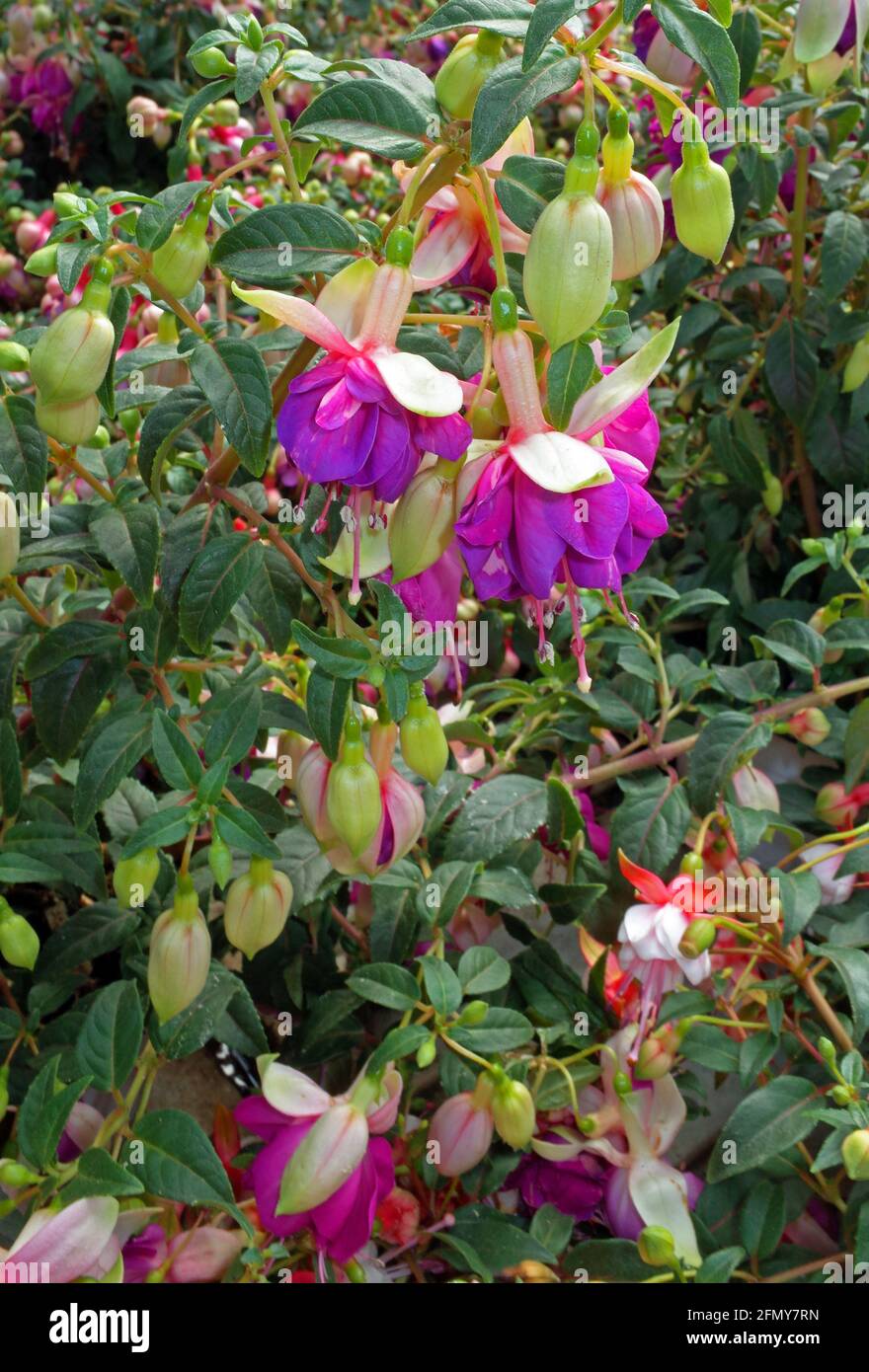 Fuxia hi-res stock photography and images - Alamy