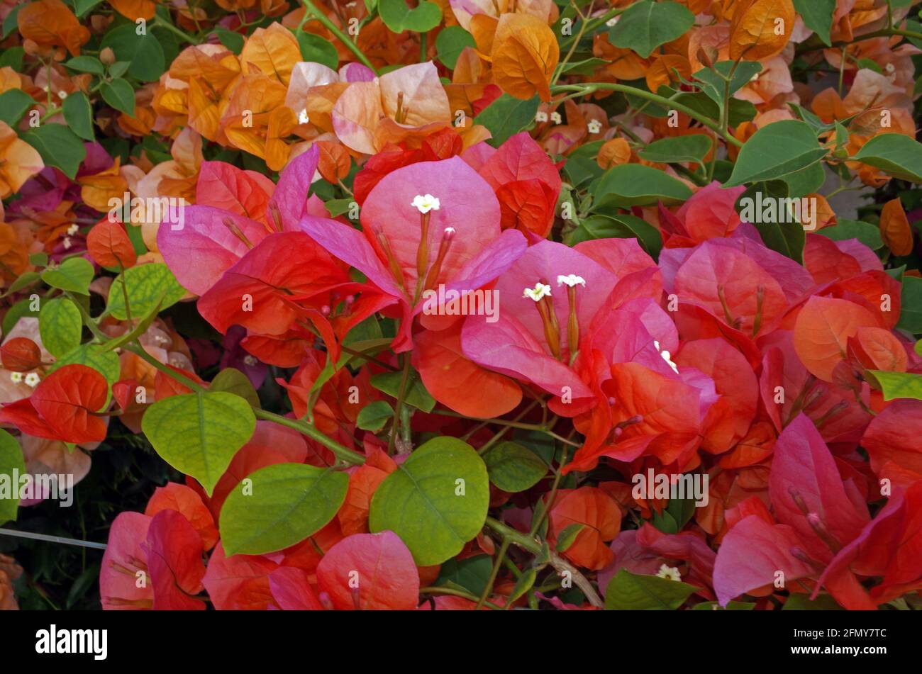 Bouganvillea plant hi-res stock photography and images - Alamy