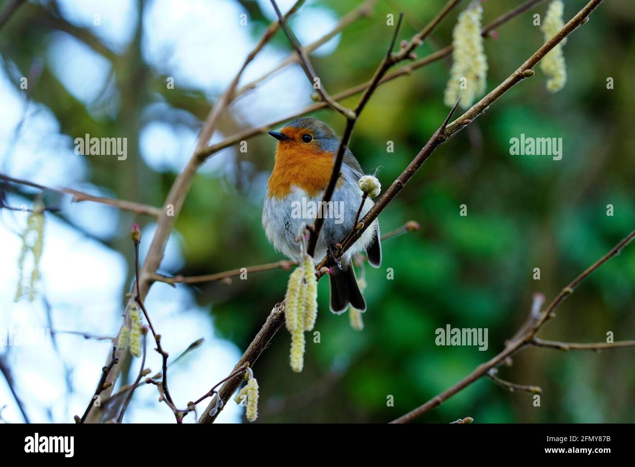 The European Robin is the national bird of the Great Britain Stock ...