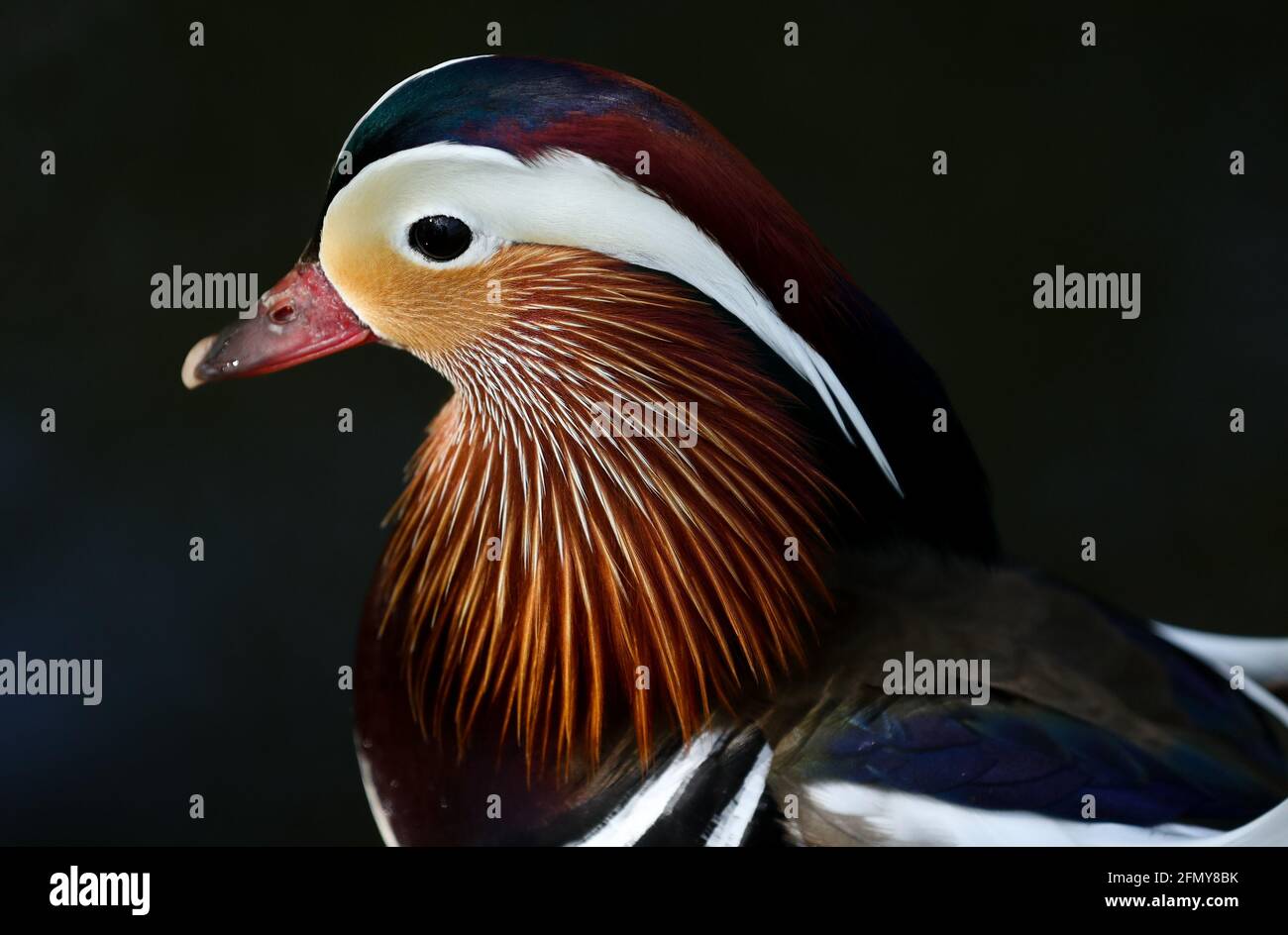 Mandarin duck non breeding plumage hi-res stock photography and images ...