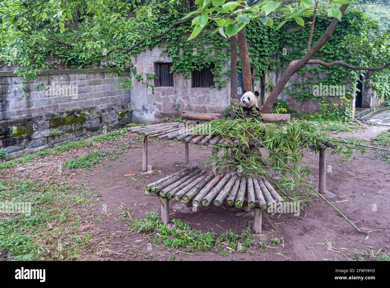 Panda bear behind hi-res stock photography and images - Alamy