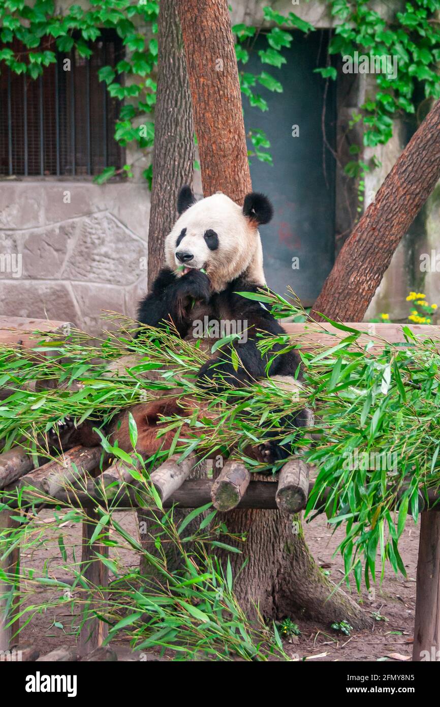 Panda bear behind hi-res stock photography and images - Alamy