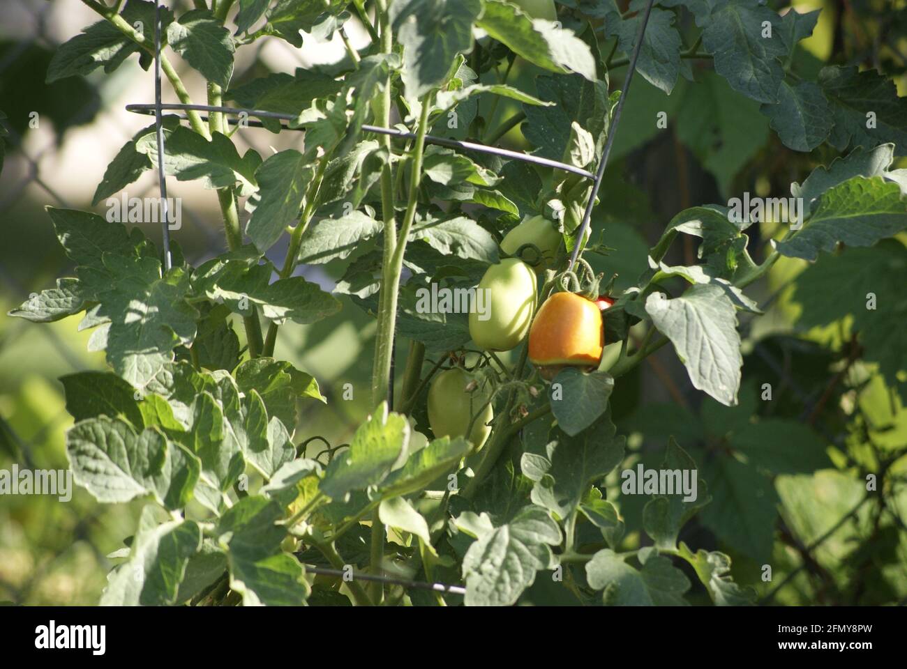 Variety vegetation hi-res stock photography and images - Alamy