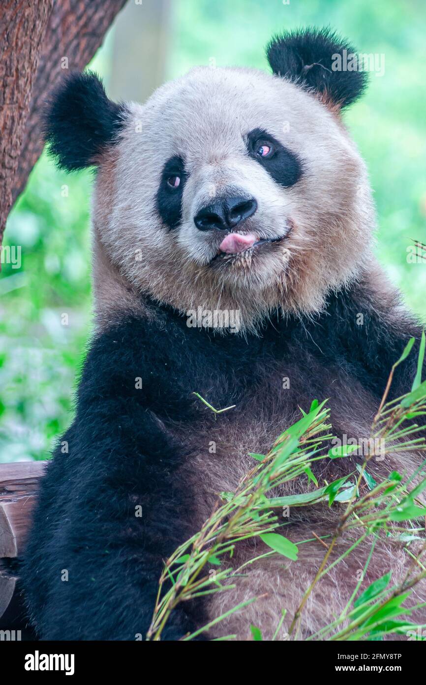 Animal licking lips hi-res stock photography and images - Alamy