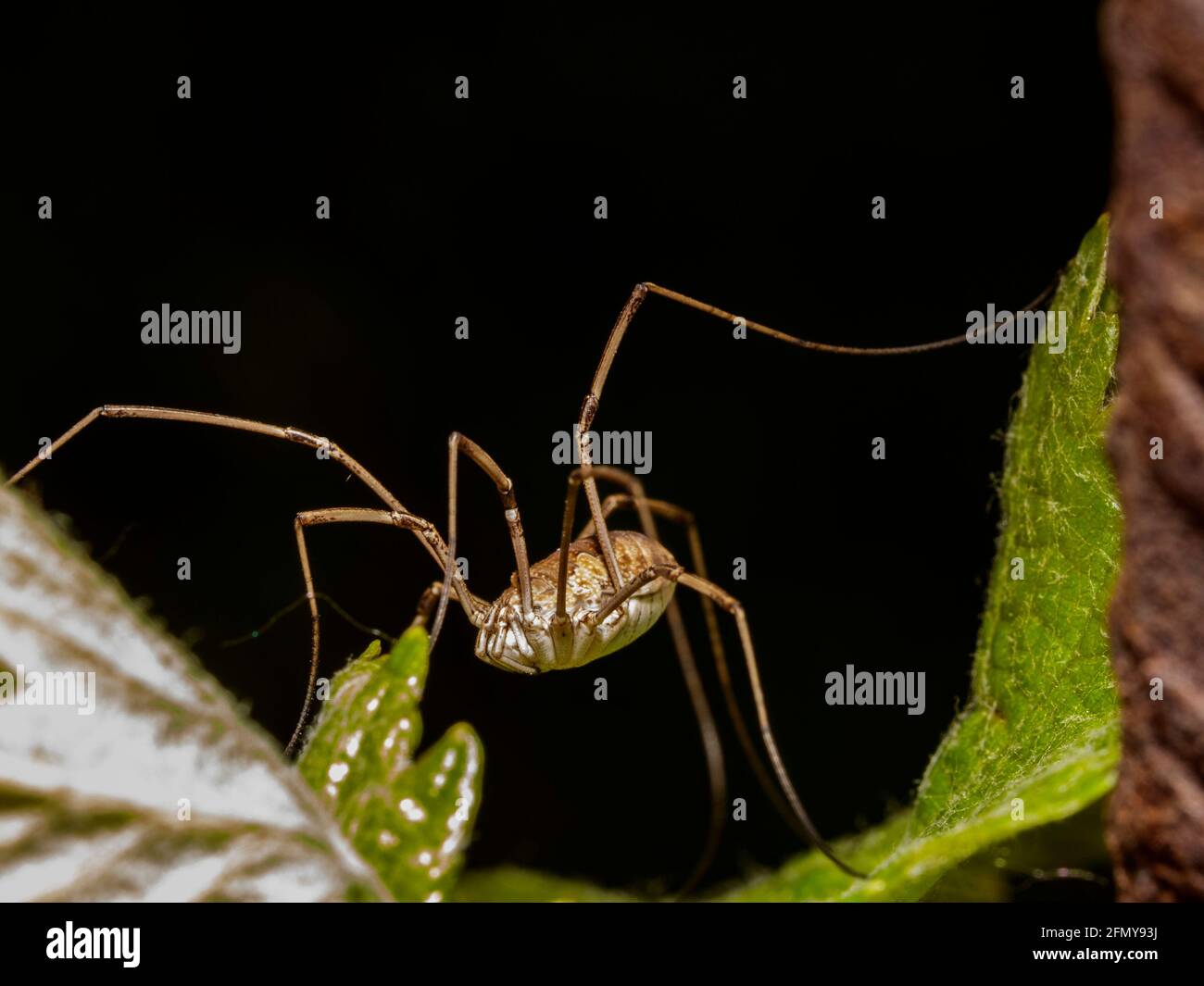 Macro of a small spider Stock Photo - Alamy