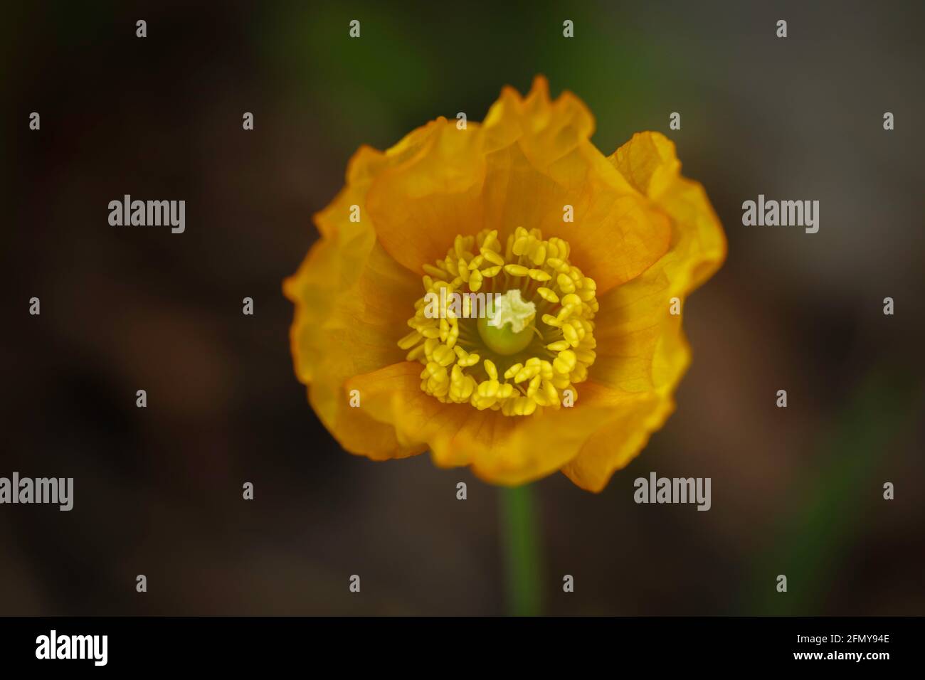 Poppy opening hi-res stock photography and images - Alamy