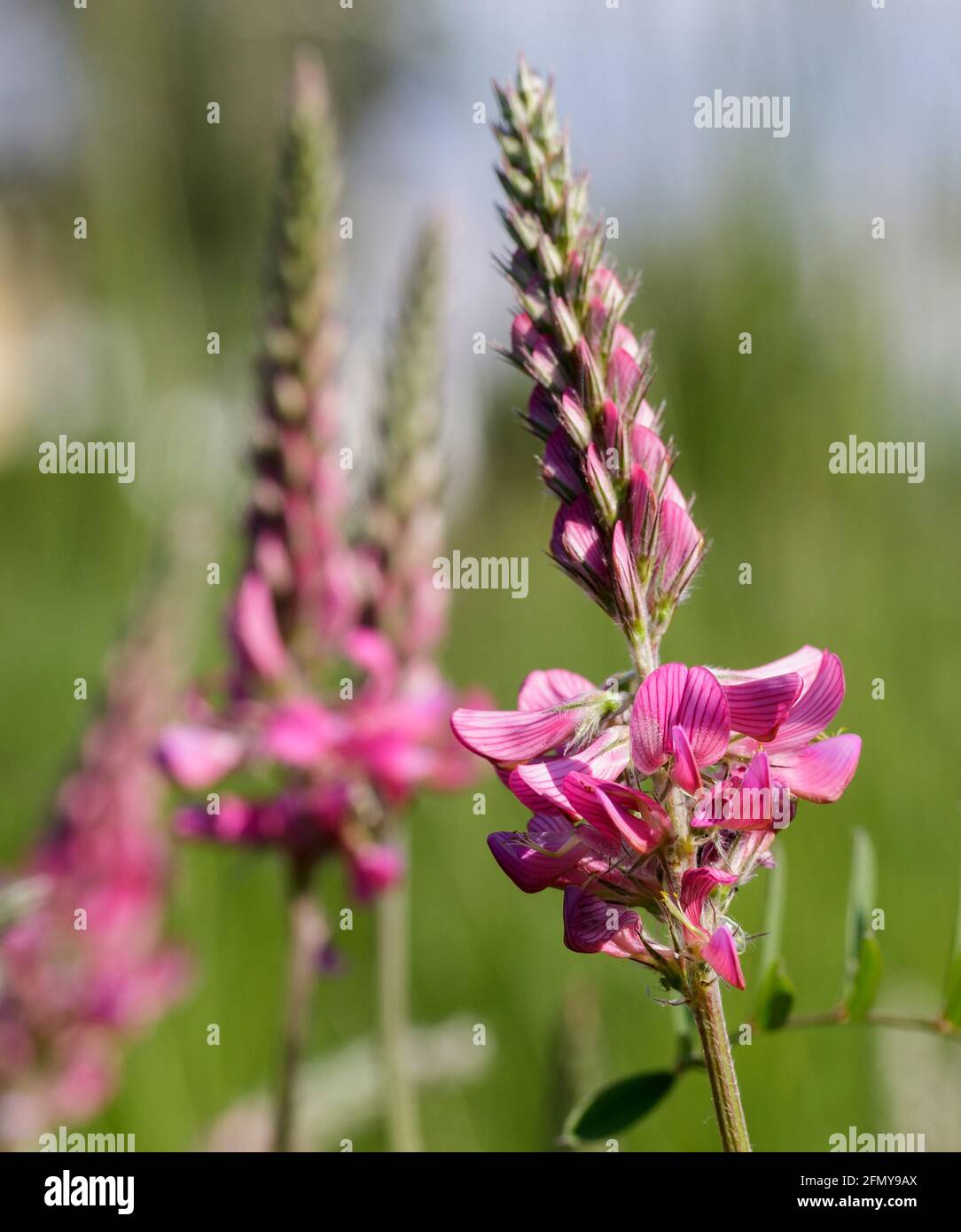 Small blue flowers blooming hi-res stock photography and images - Alamy