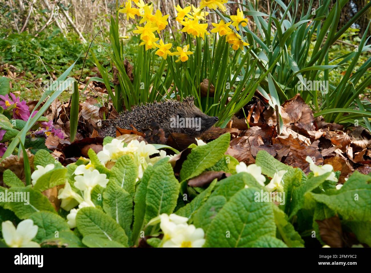 Our native hedgehog is an inhabitant of our gardens Stock Photo - Alamy