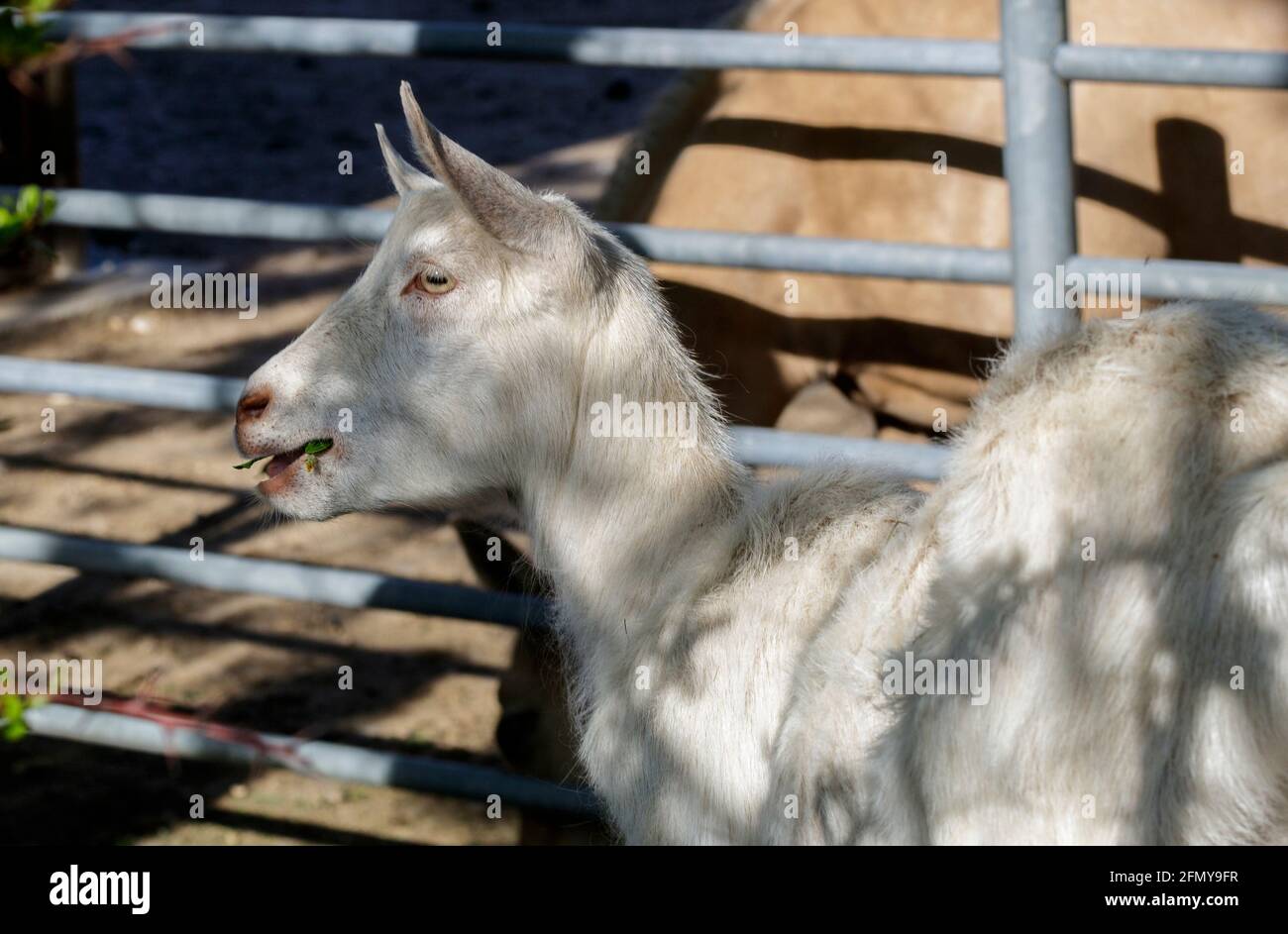 Baby goat studio hi-res stock photography and images - Alamy