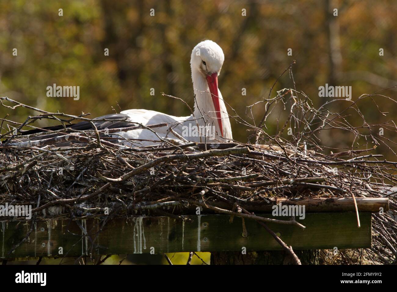 Stork brooding hi-res stock photography and images - Alamy