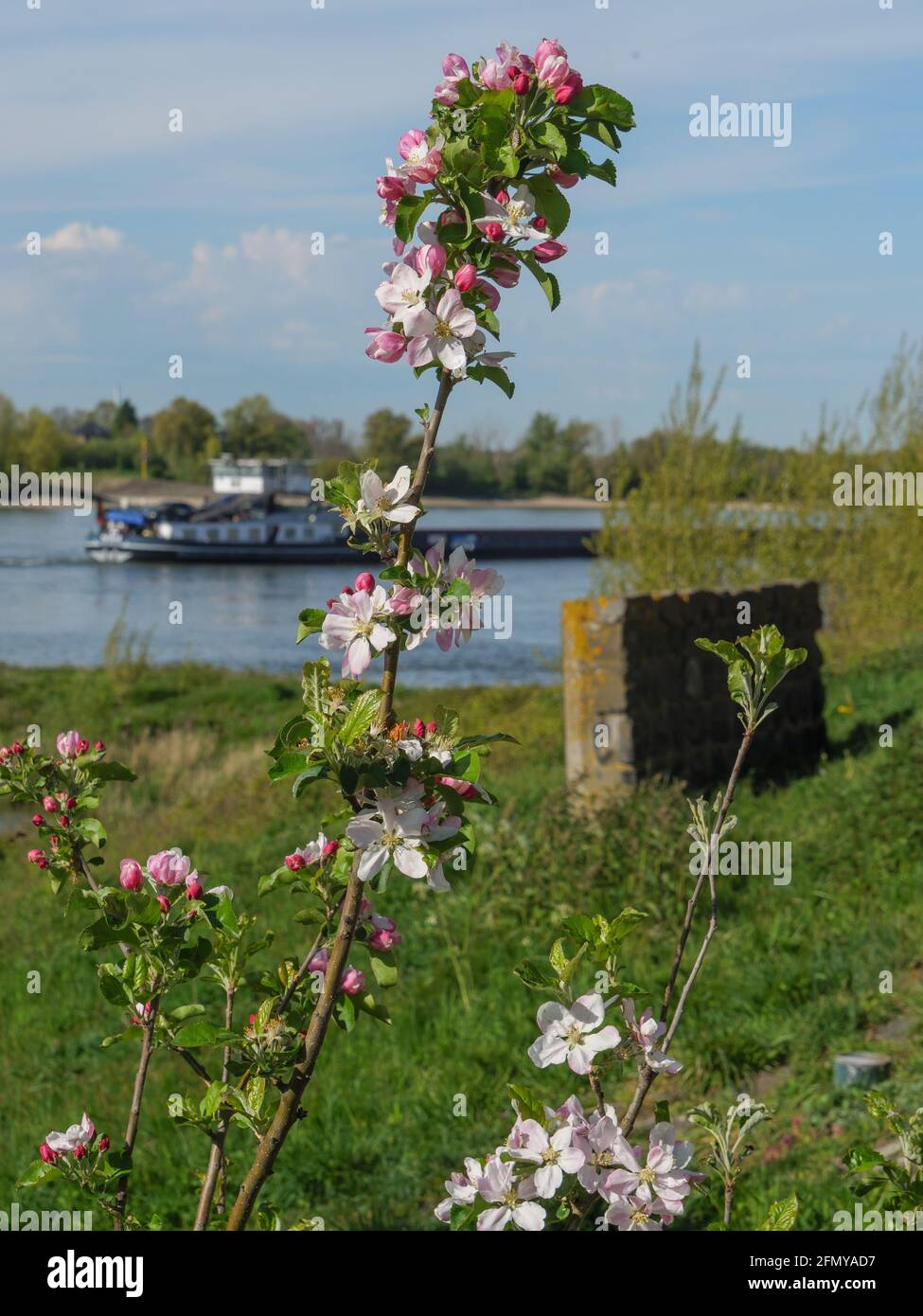 the city of rees at the river rhine Stock Photo - Alamy