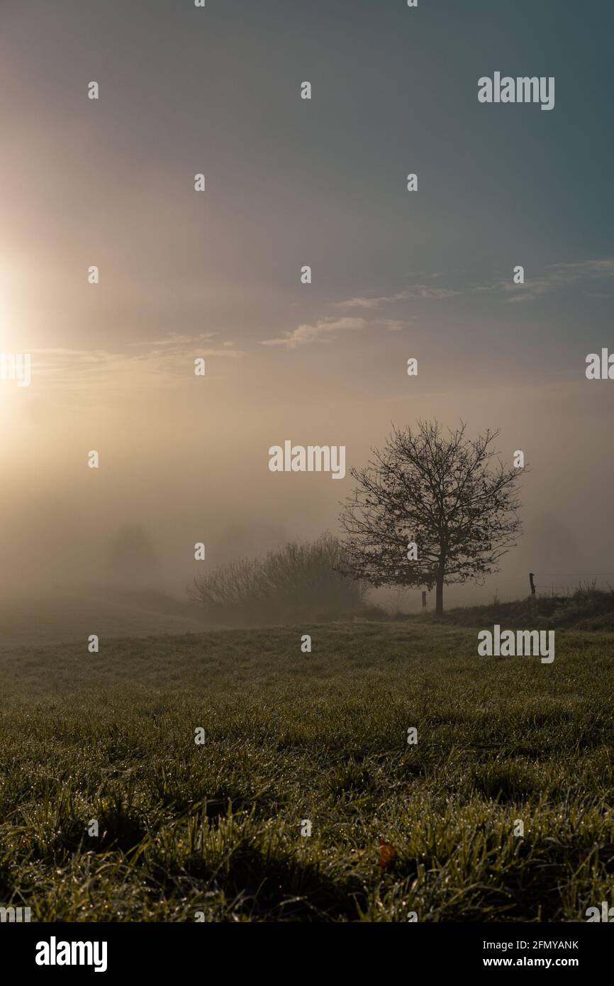 Vertical shot of a tree with crawling branches in the middle of a green ...