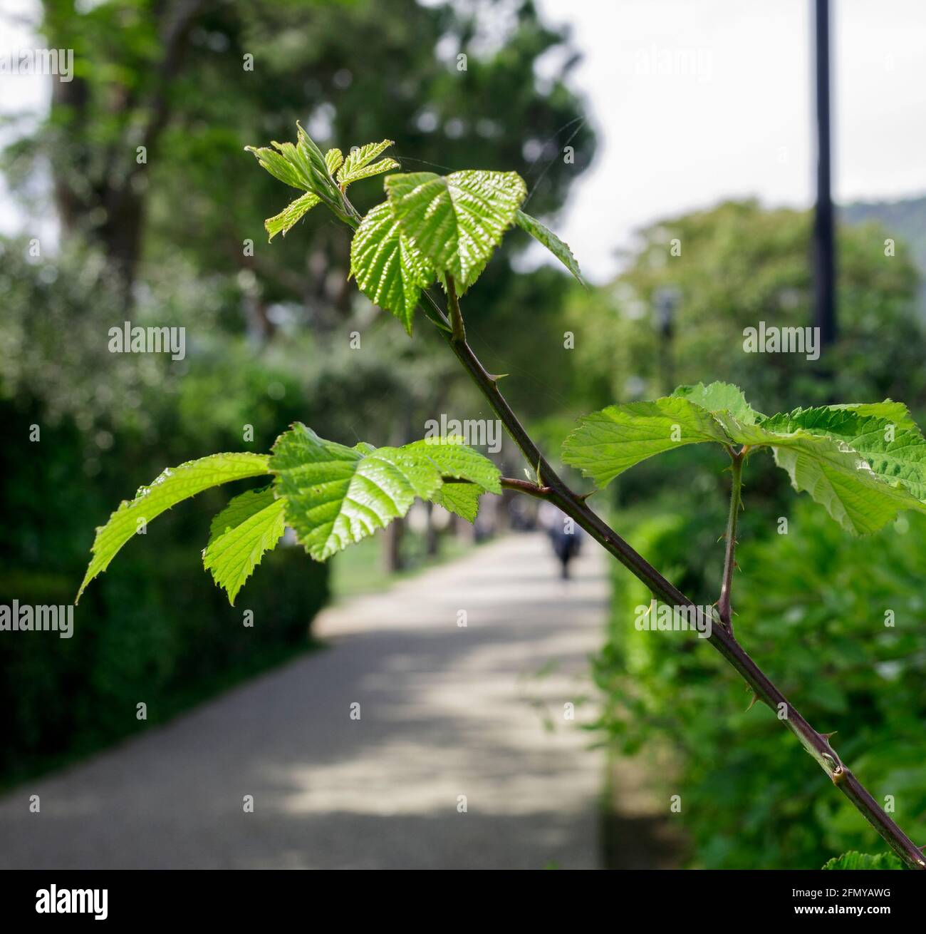 Branch of a plant with thorns Stock Photo - Alamy