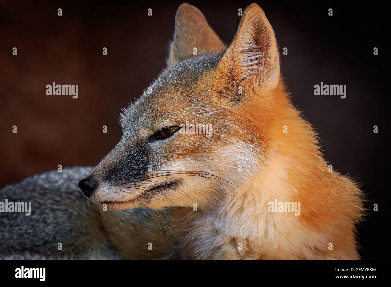 Oklahoma city zoo hi-res stock photography and images - Alamy