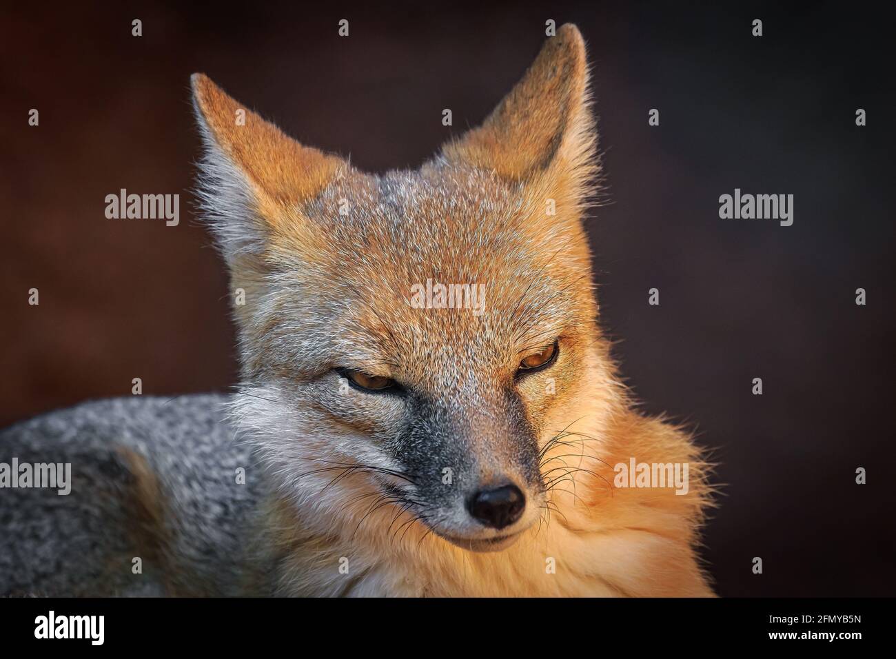 Vulpes Velox