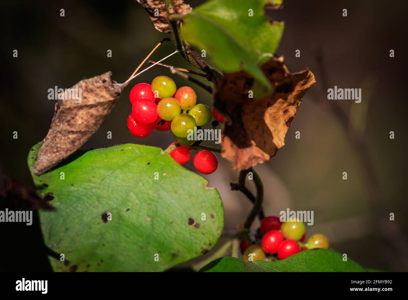 Roman Nose State Park High Resolution Stock Photography and Images - Alamy