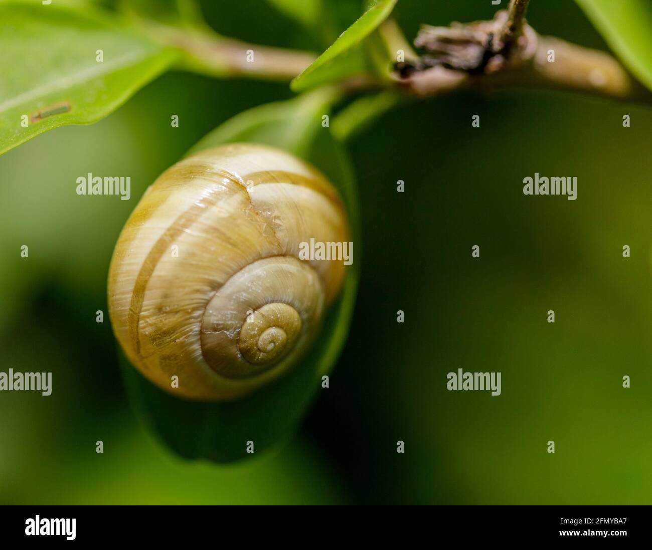 A snail in its habitat Stock Photo - Alamy