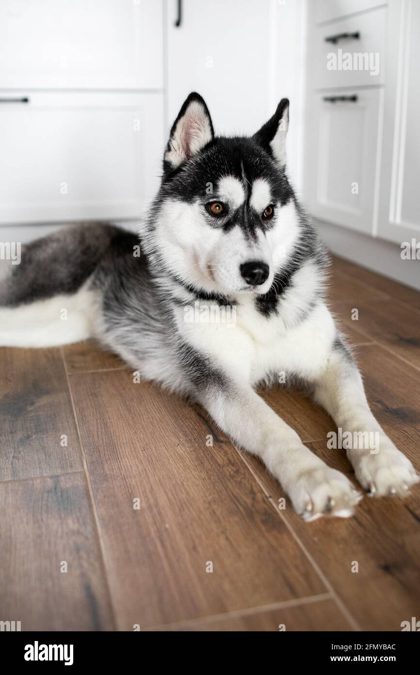 portrait of siberian husky at home. dog Stock Photo - Alamy