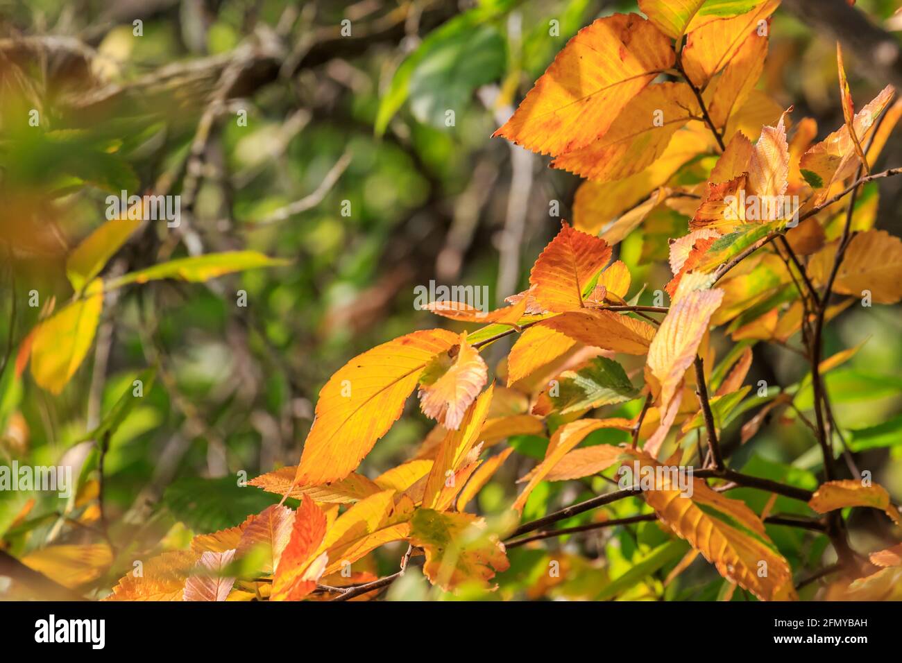 Fall Colors in Roman Nose State Park, Watonga, Oklahoma, USA Stock ...