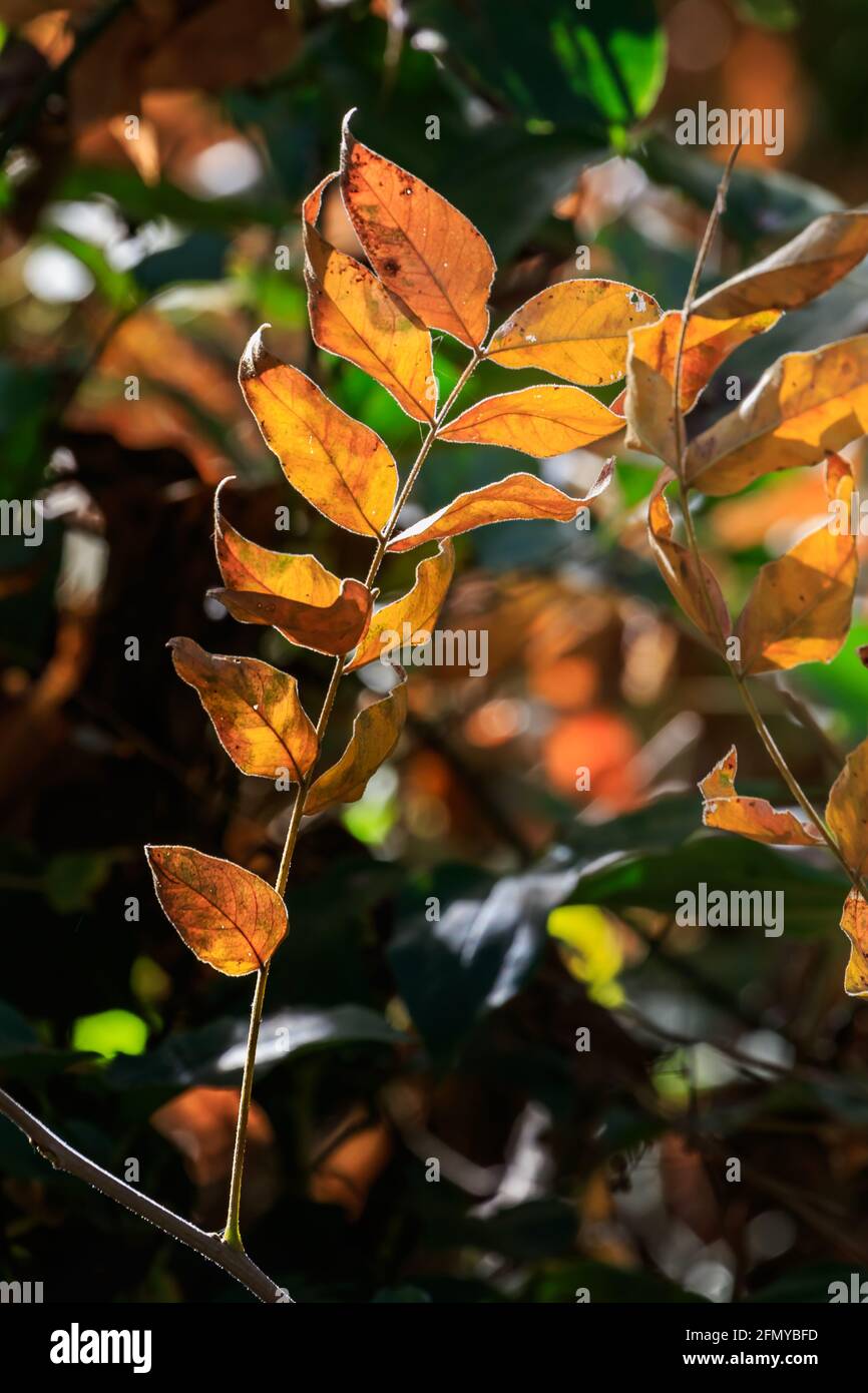 Fall Colors in Roman Nose State Park, Watonga, Oklahoma, USA Stock ...