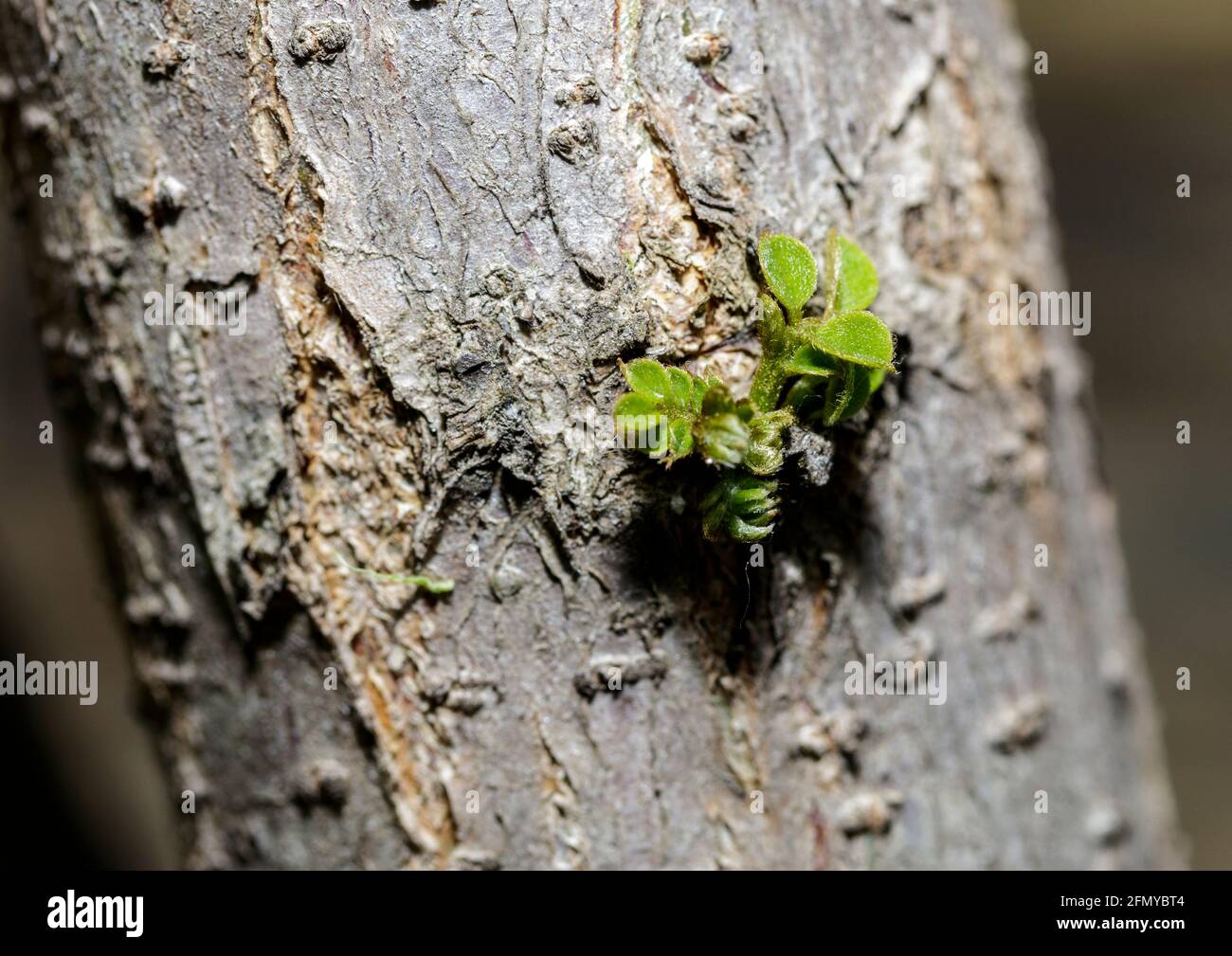 A sprout of a tree branch Stock Photo - Alamy