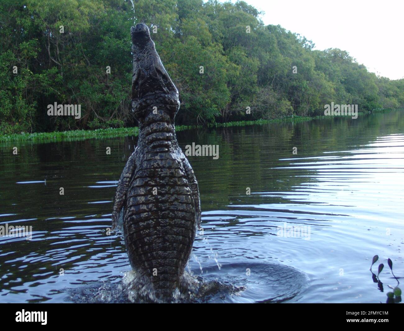 Crocodile jumping from water hi-res stock photography and images - Alamy