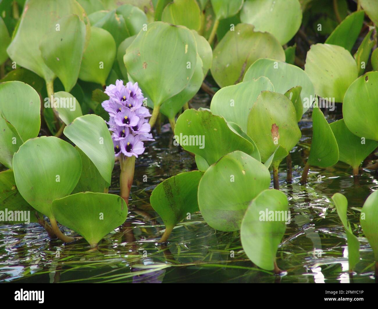 Purple flower of a Common water hyacinth plant in the pond Stock Photo ...