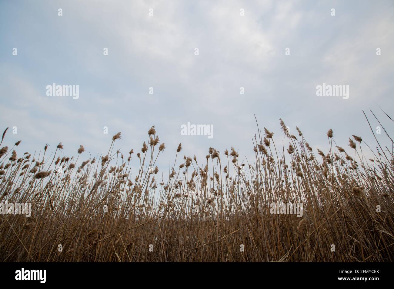 Lots of plant life in water hi-res stock photography and images - Alamy