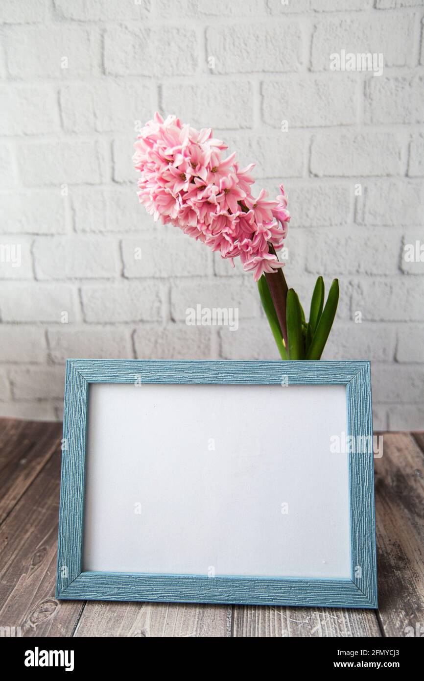 pink hyacinth flower and picture frame on a brick background Stock ...