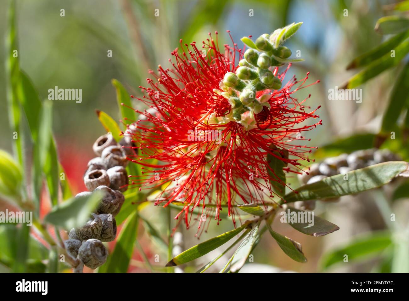 Callistemon Rigidus
