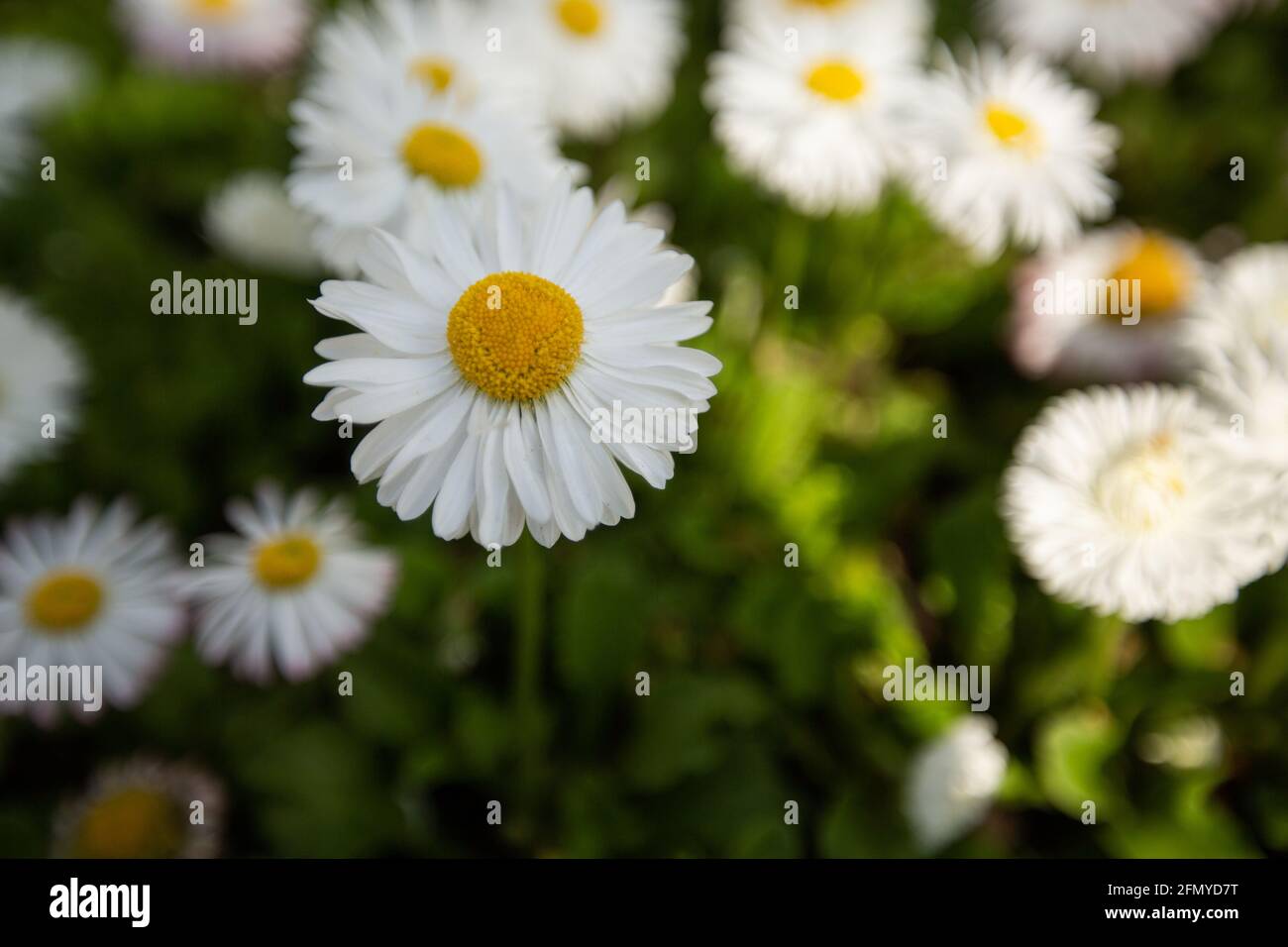 Beautiful daisies blooming in sunny hi-res stock photography and images ...