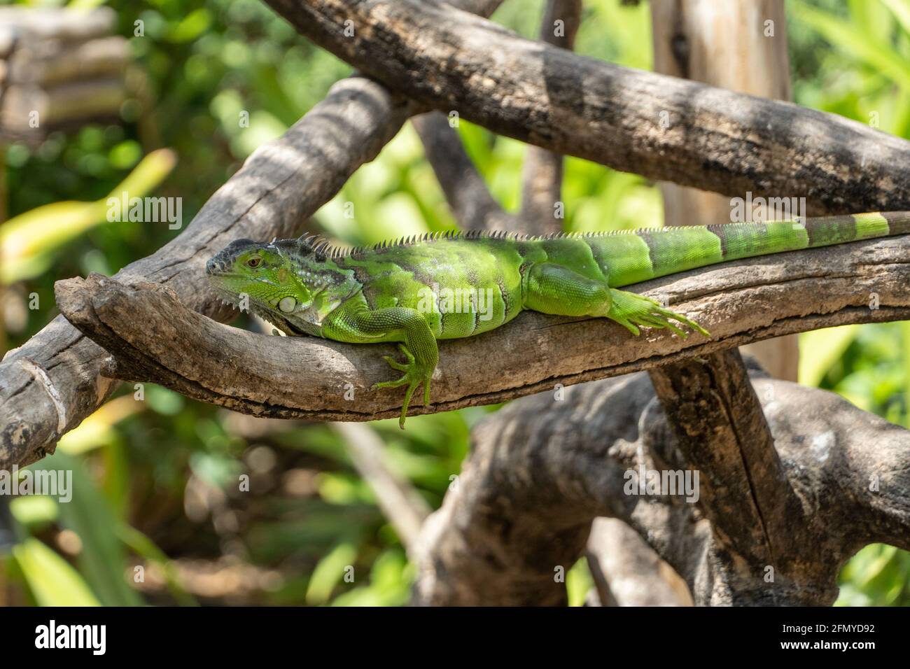 A young immature bright Green Iguana (Iguana iguana) sits on tree ...