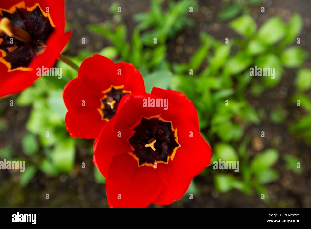red tulips close-up top view. tulip core with stamens Stock Photo - Alamy