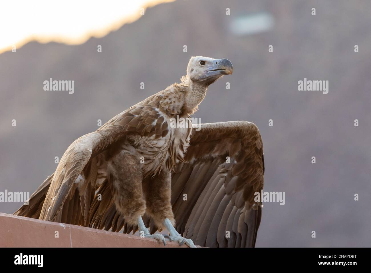 The griffon vulture close up hunched over(Gyps fulvus) wings slighly ...