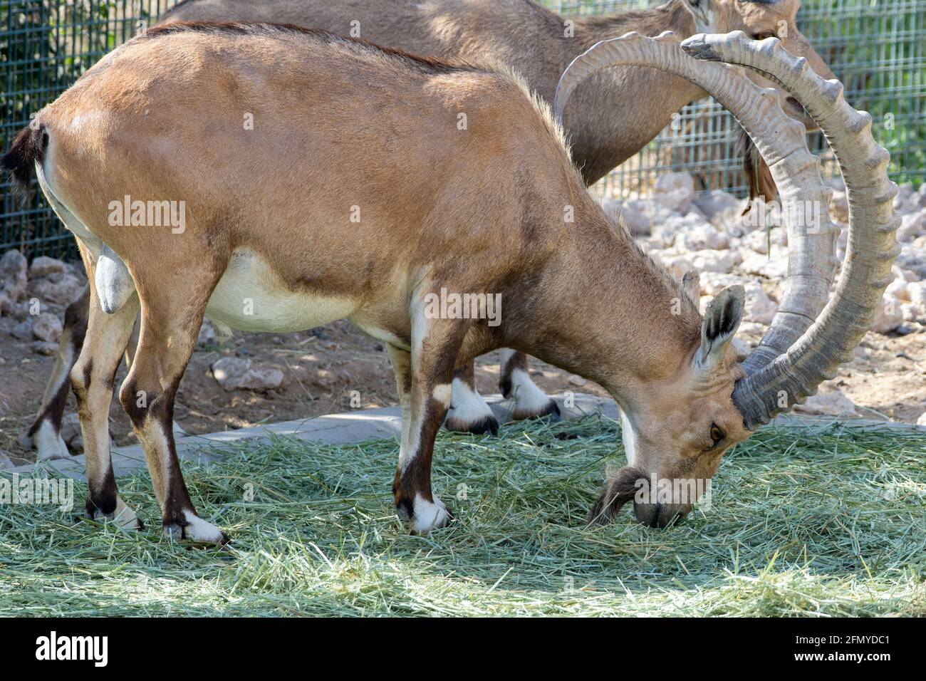 Capra nubiana egypt hi-res stock photography and images - Alamy