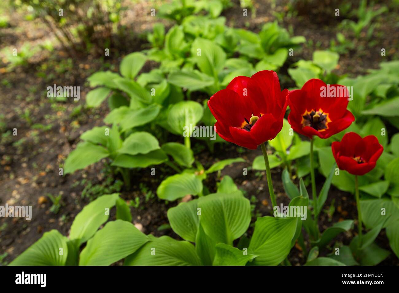 red tulips close-up top view. tulip core with stamens Stock Photo - Alamy