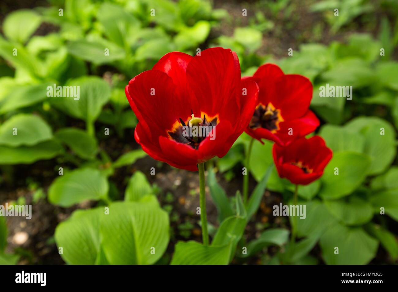 Top view tulip hi-res stock photography and images - Alamy