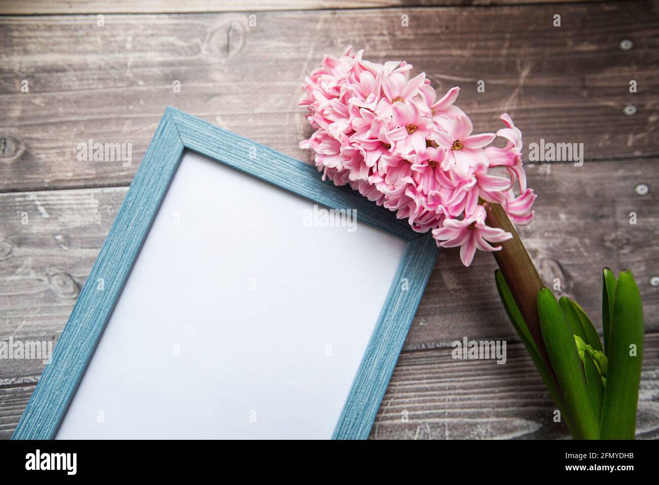 Top view hyacinth flower hi-res stock photography and images - Alamy