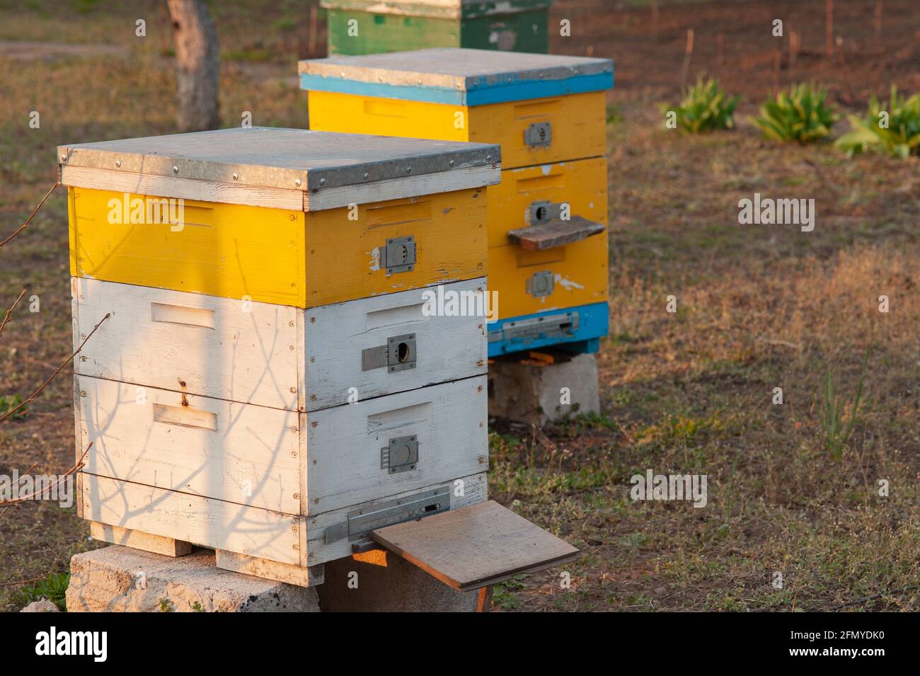 Wood hives for bees in the garden. Private beekeeping Stock Photo - Alamy