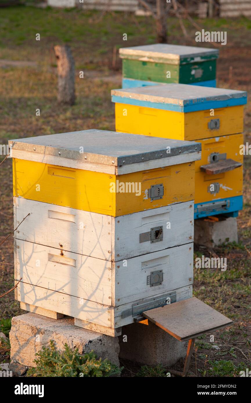 Wood hives for bees in the garden. Private beekeeping Stock Photo - Alamy